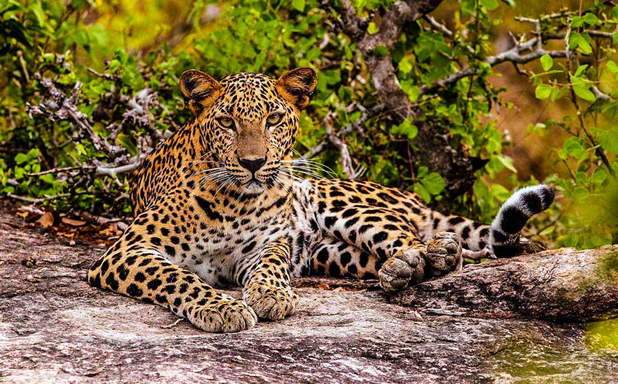 Yala - Booking Sri Lanka