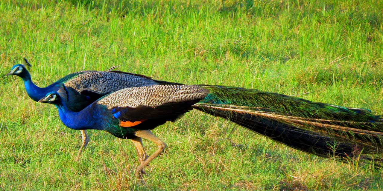 Yala - Booking Sri Lanka